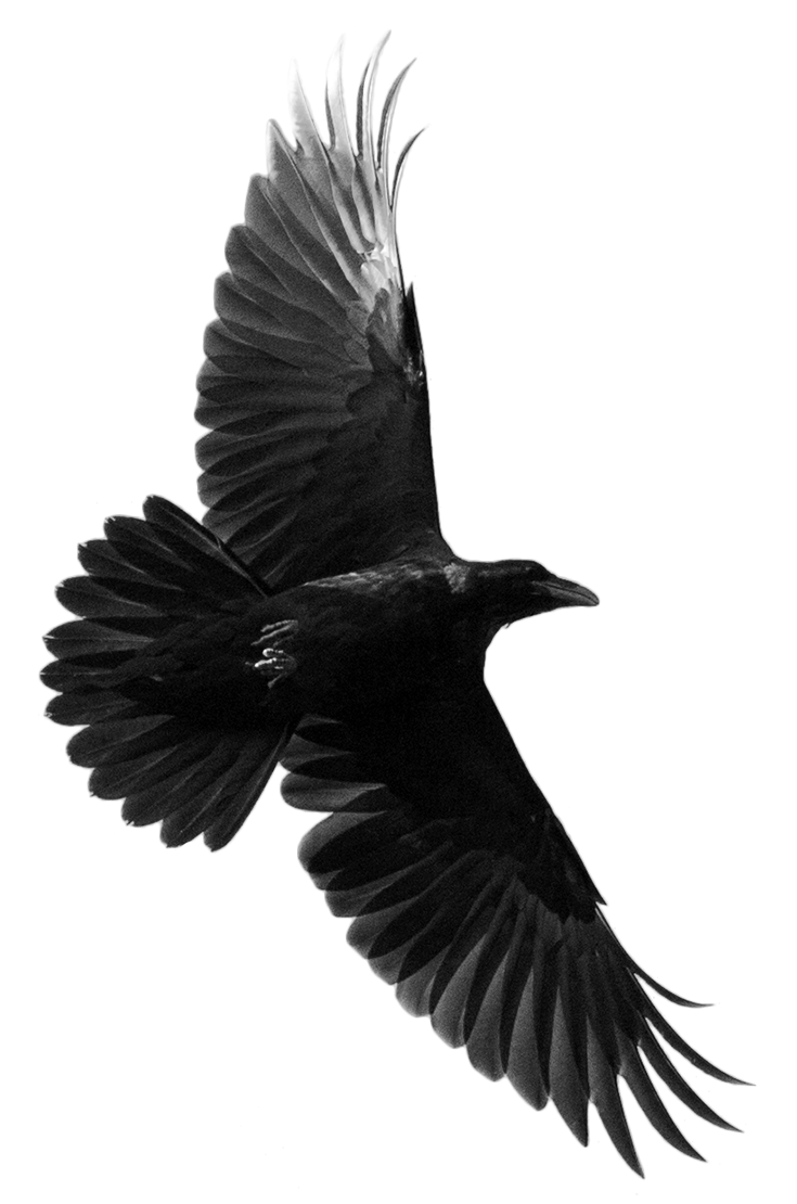 Raven3edit – Arctic Youth Network