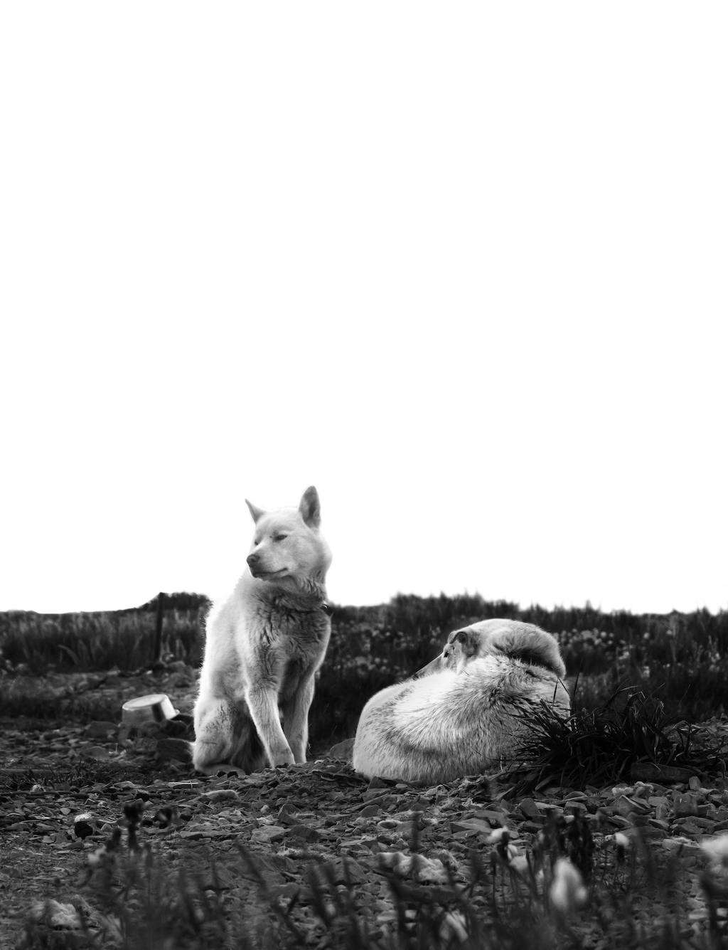 dogs-dogs mobile – Arctic Youth Network